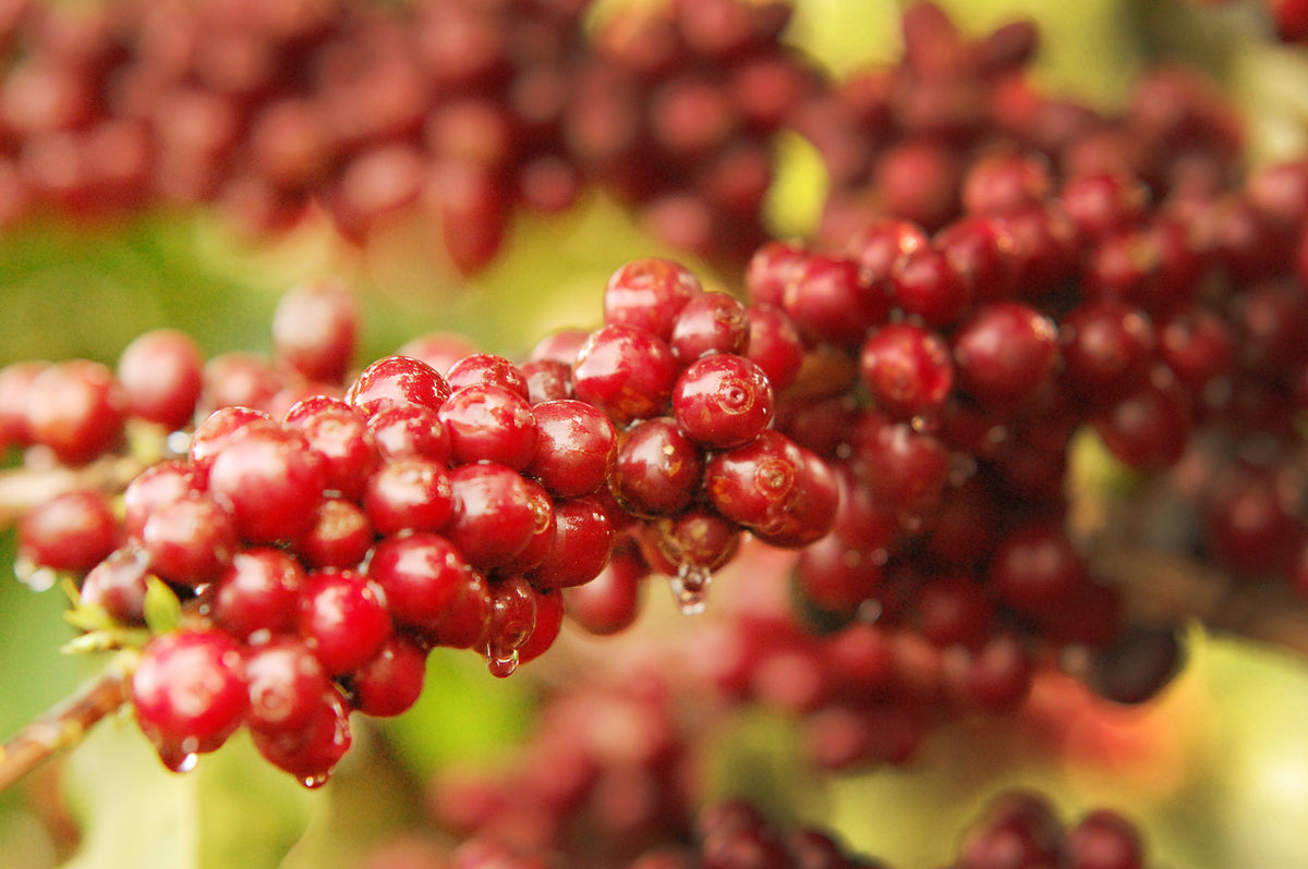 Warmth Blend - Origin Deep Dives – The Roasters Pack