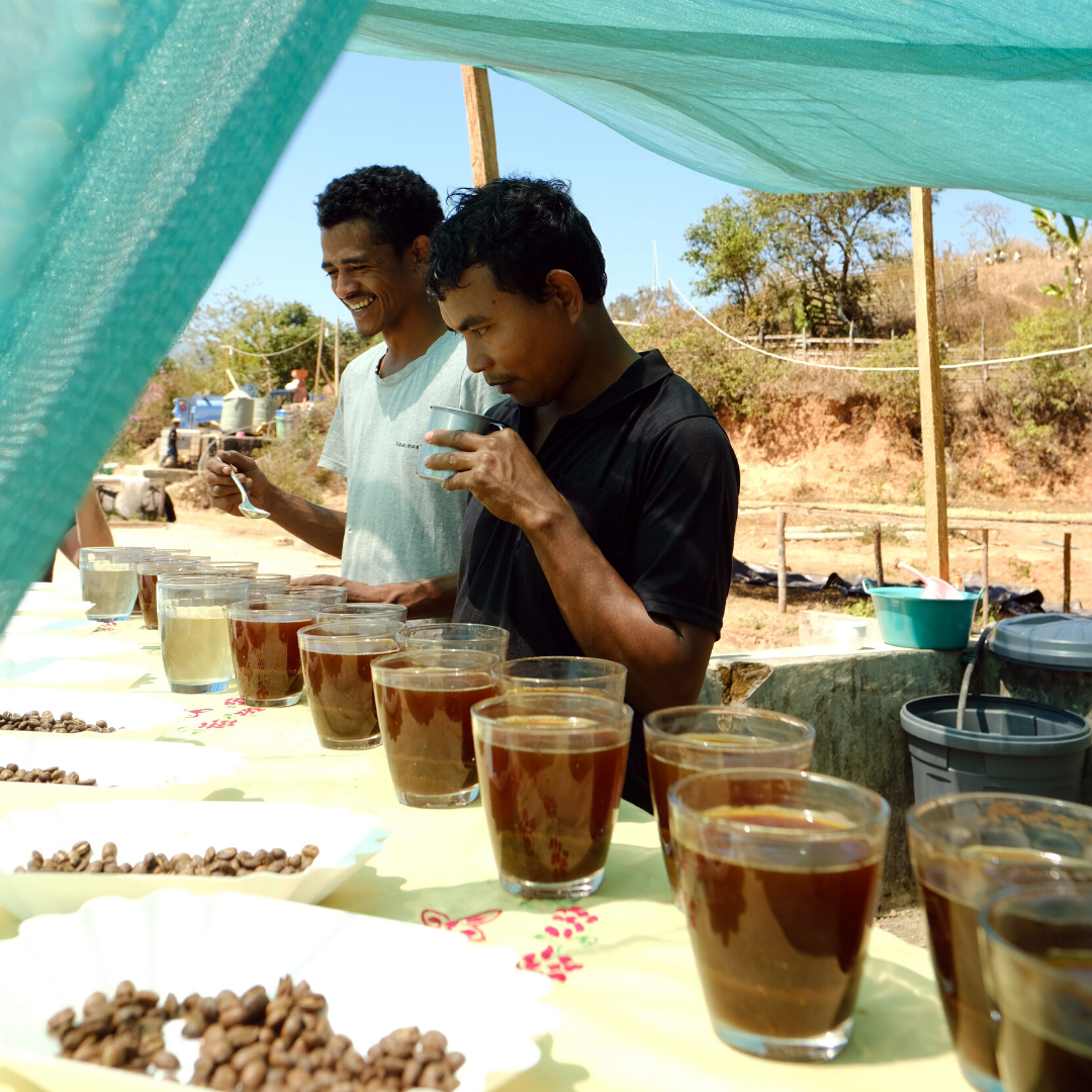Coffee Origin: Timor-Leste (History, Farmers, Varietals & Production ...
